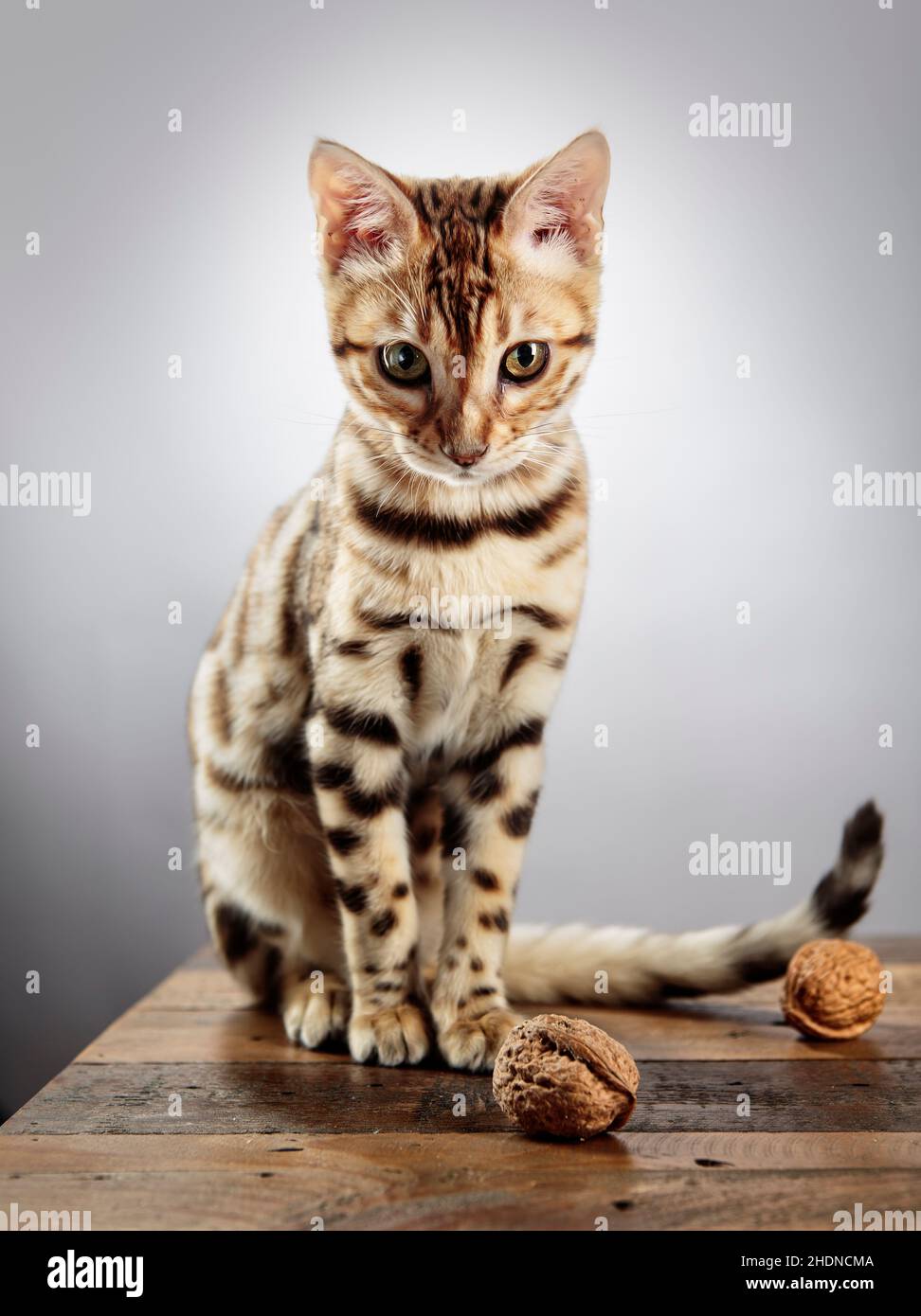 cat, leopard cat, cats, leopard cats Stock Photo - Alamy