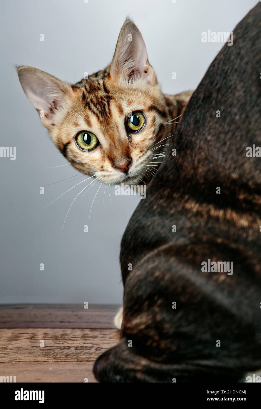 Boston watch hi-res stock photography and images - Alamy