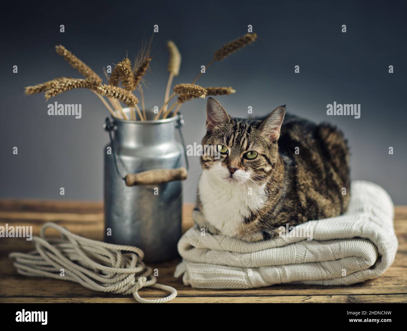 Tin cats hi-res stock photography and images - Alamy