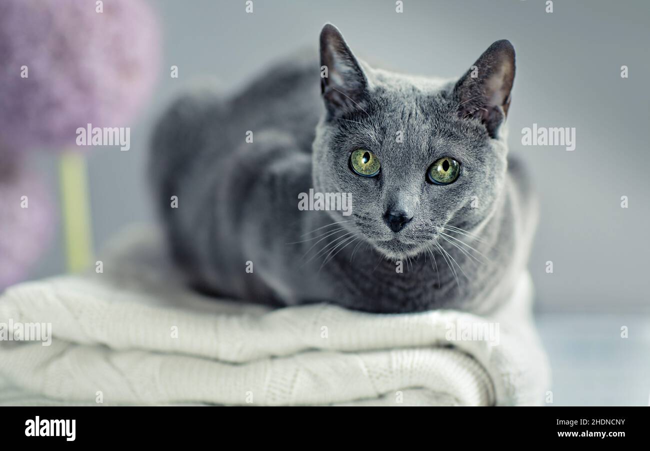 Are Russian Blue Cats Clean at Jessica Fischer blog