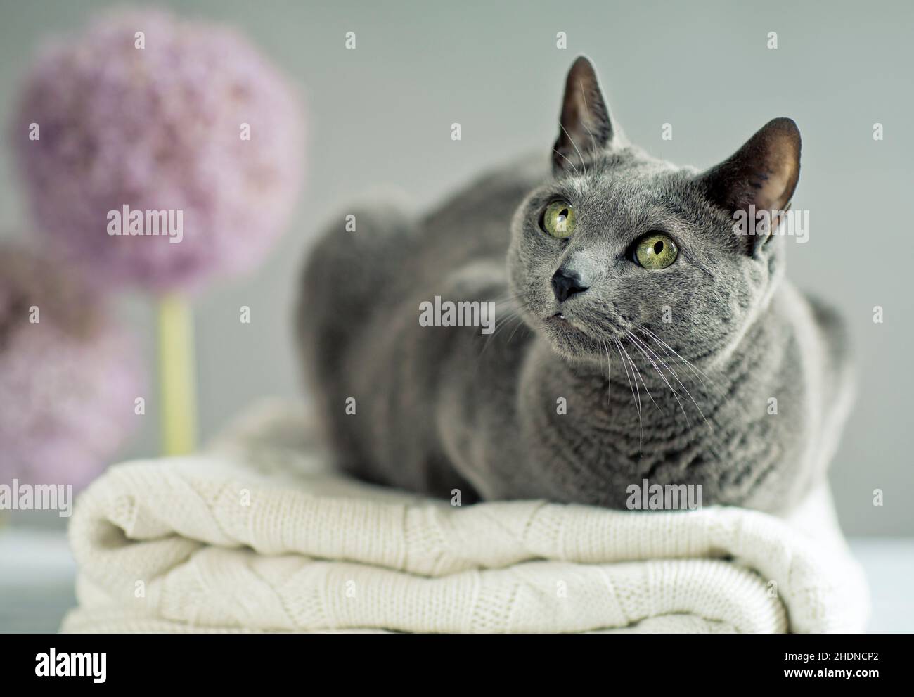 cat, russian blue, cats, russian blues Stock Photo - Alamy