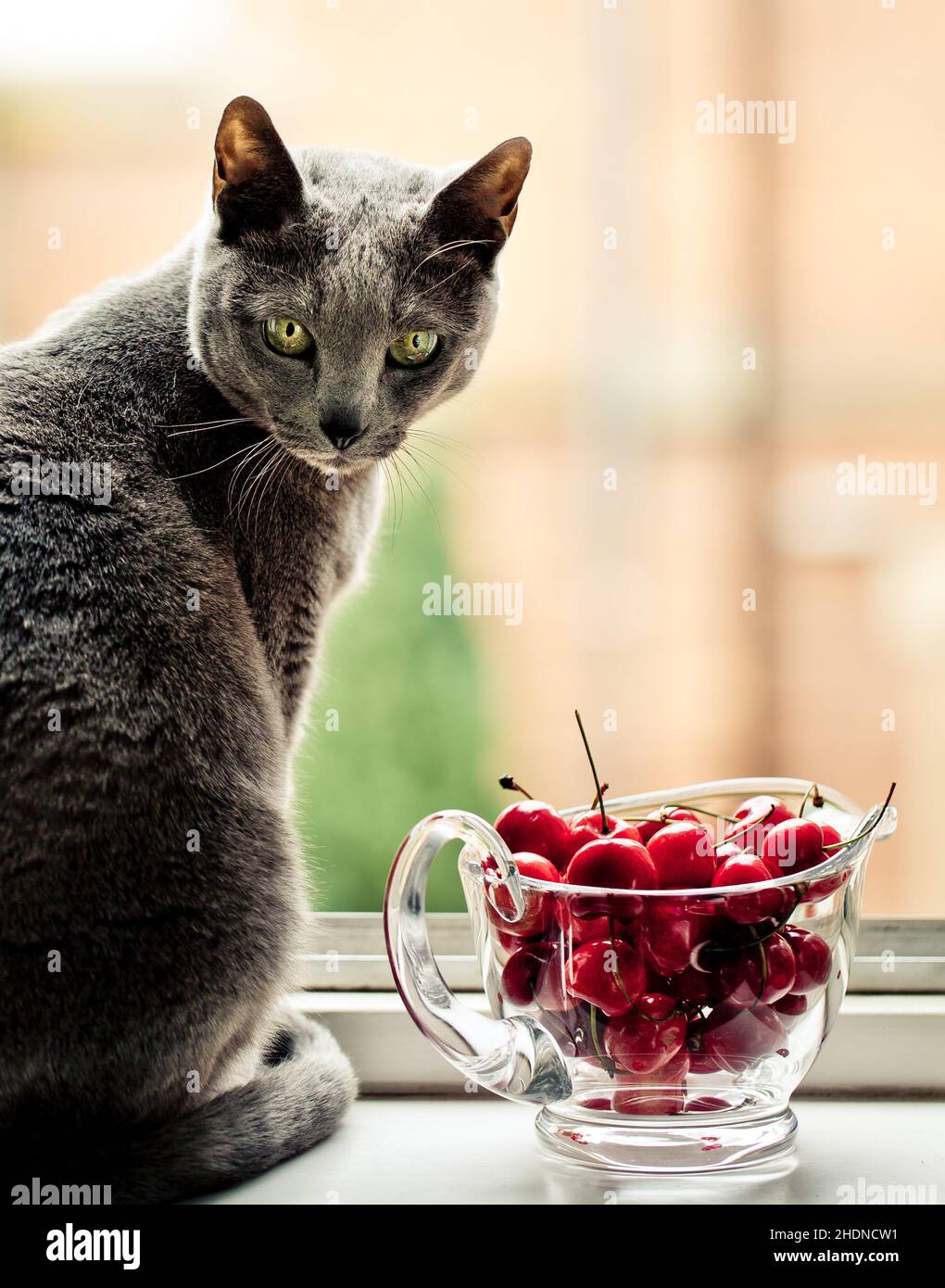 Fruits and cats hi-res stock photography and images - Alamy