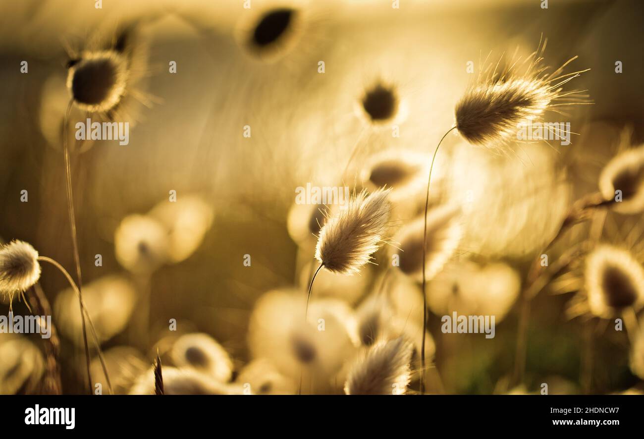 sunlight, grasses, sun ray, sun rays, sunbeam, sunbeams, sunlights ...