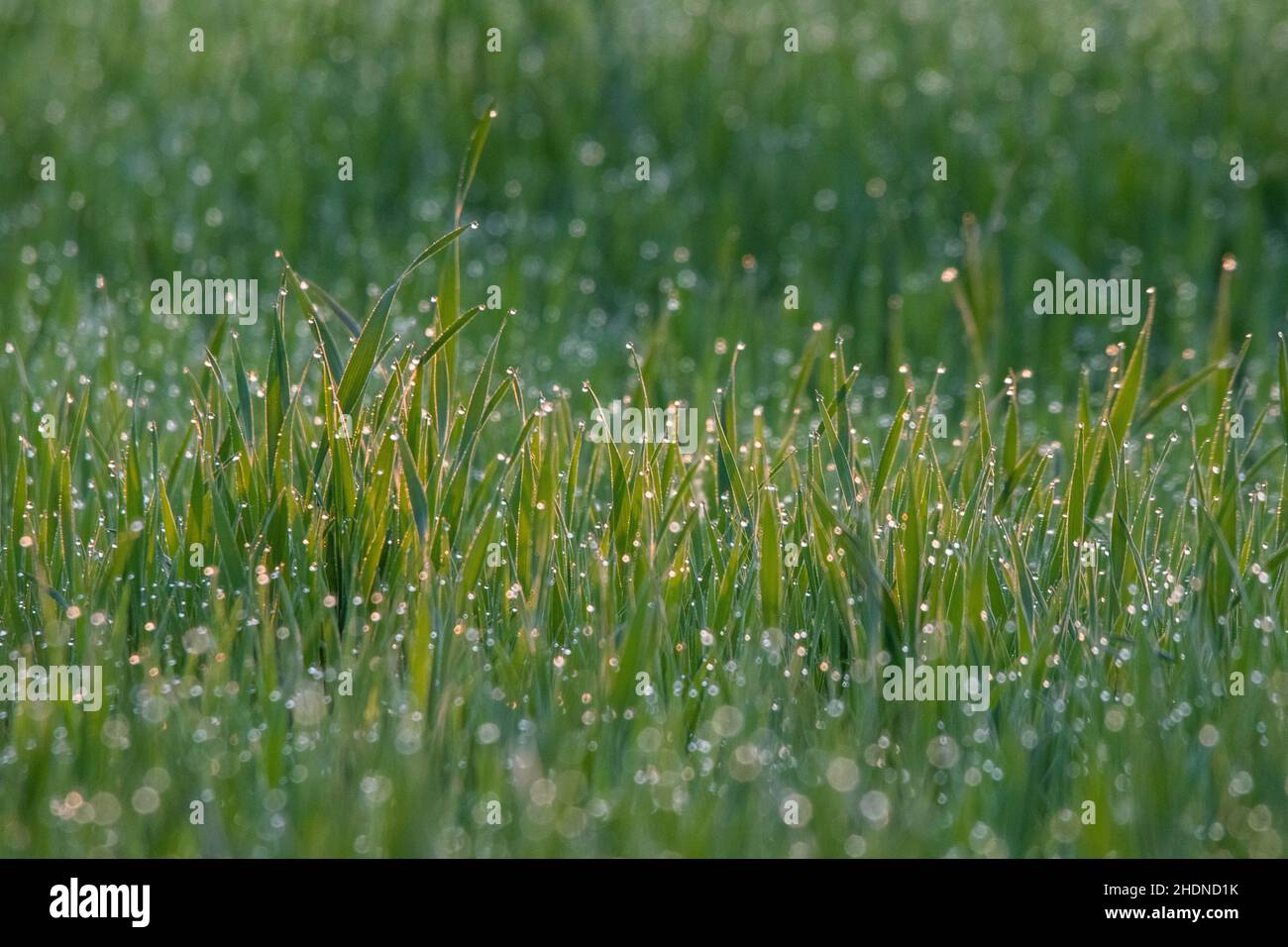 Closeup of green grass covered with dewdrops and sunlight after heavy ...