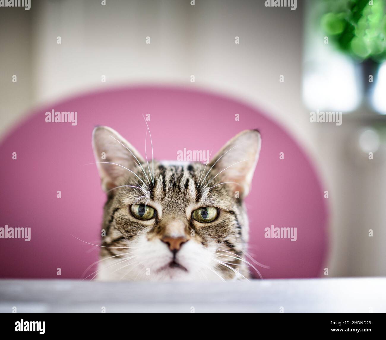 cat, curious, cats, nosies Stock Photo - Alamy