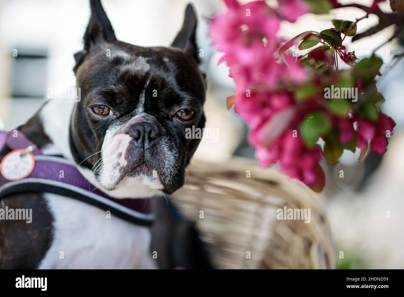boston terrier, boston terriers Stock Photo - Alamy