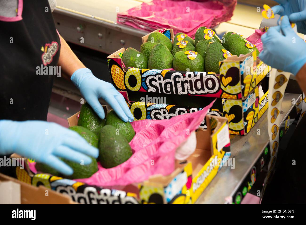 Image of fresh avocado in crates during packaging at Sigfrido factory ...