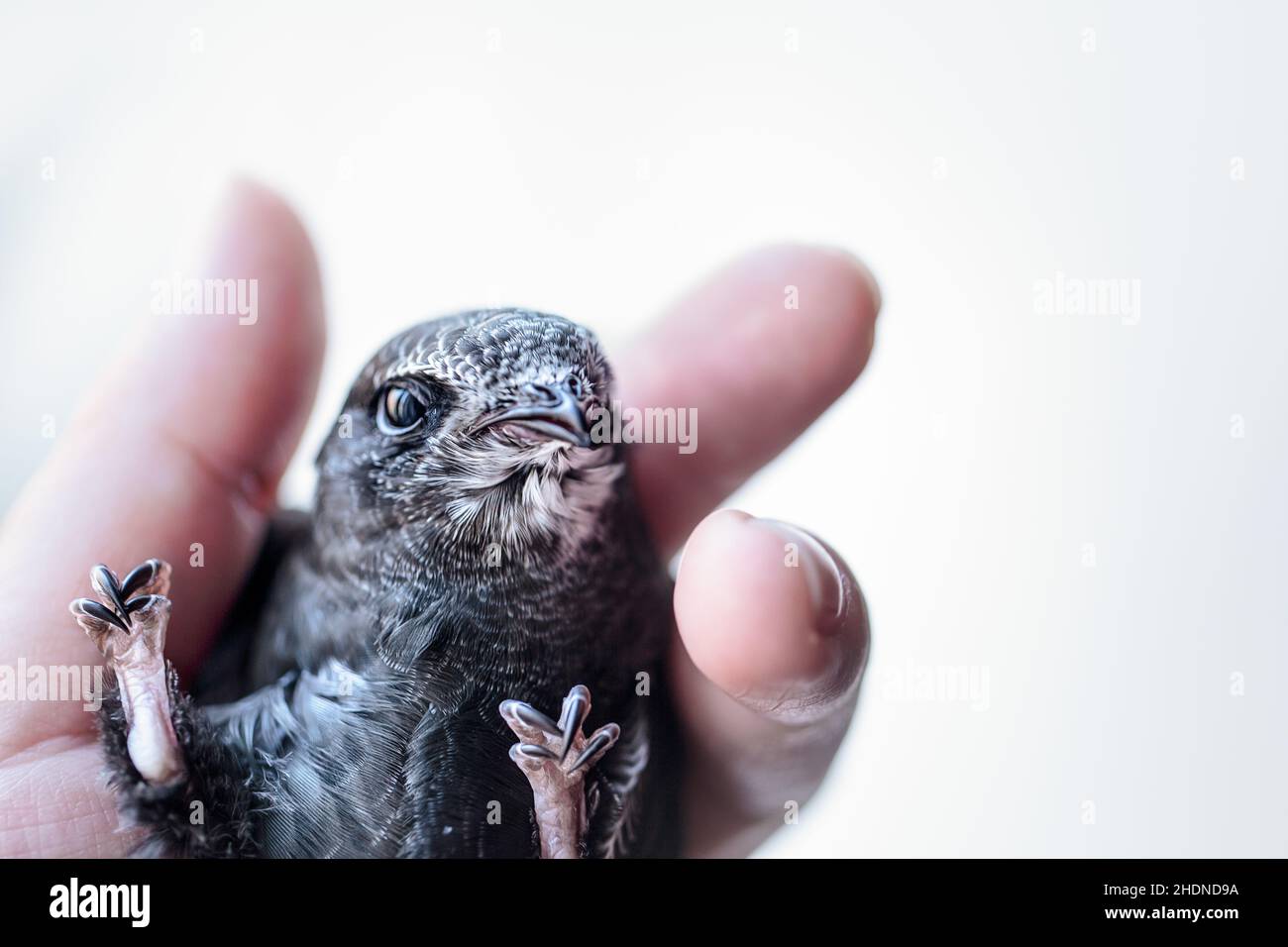 young bird, wall sailor, hand rearing, young birds Stock Photo - Alamy