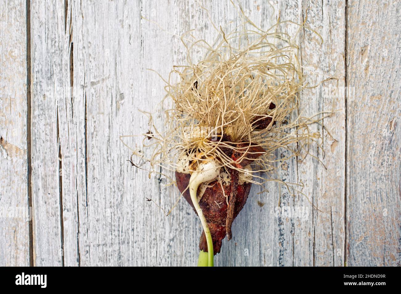 Directly to roots hi-res stock photography and images - Alamy