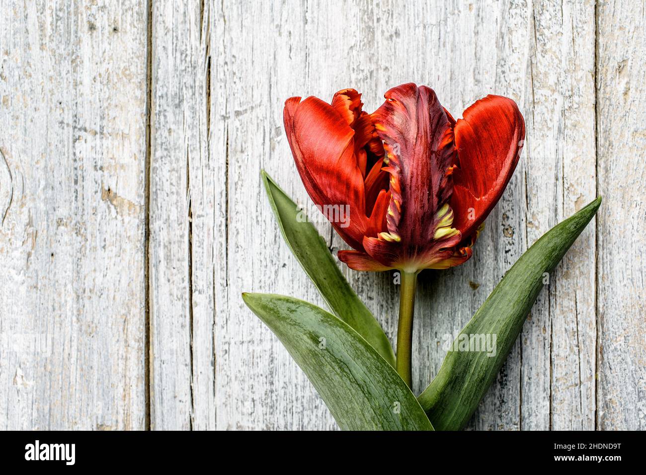 Tulip and wood hi-res stock photography and images - Alamy