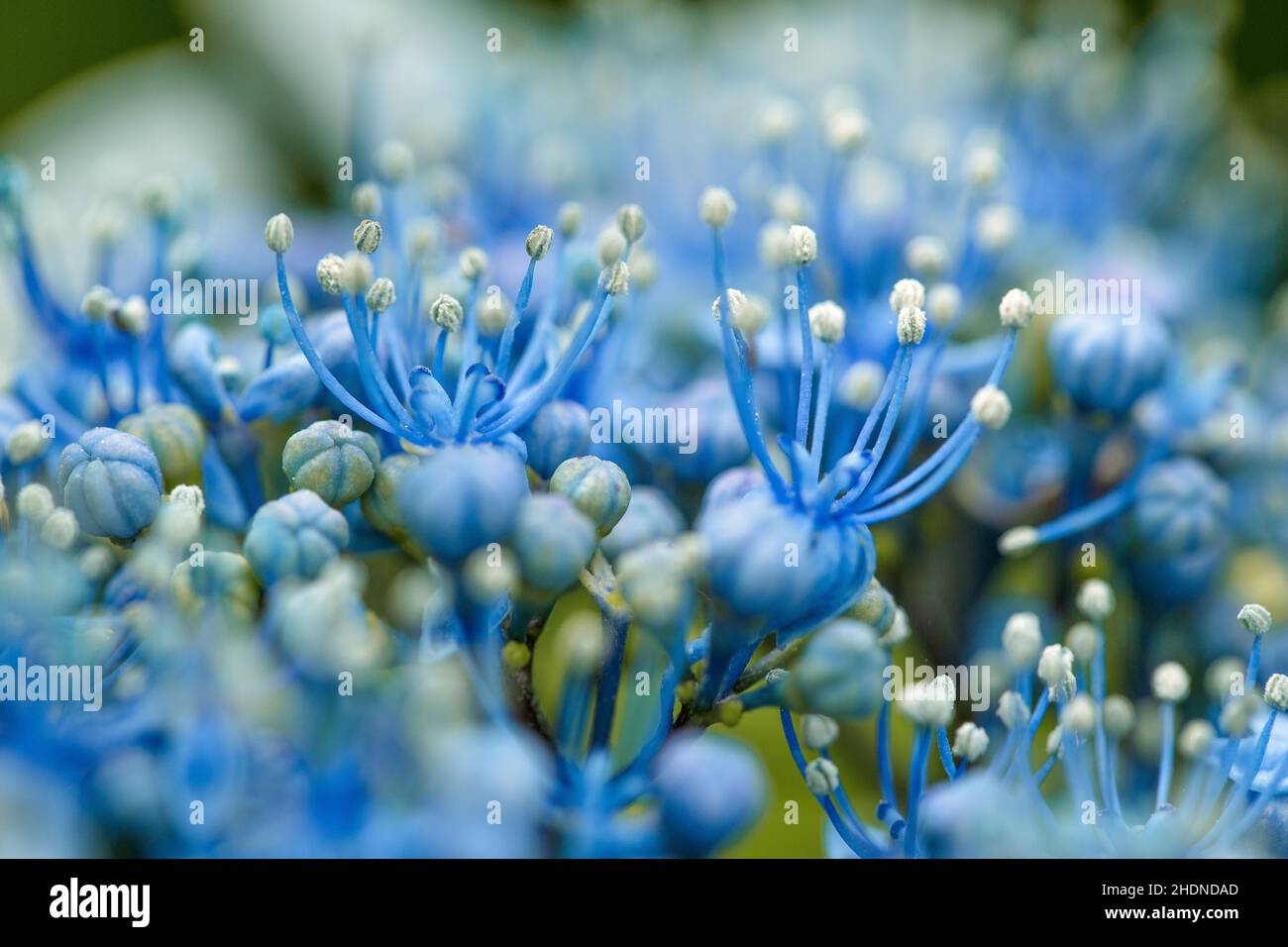 hydrangea, bud, stamen, hydrangeas, buds, stamens Stock Photo - Alamy