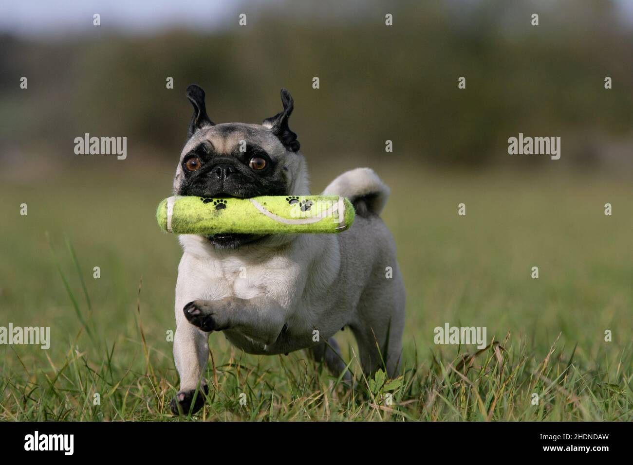 Pugs running hi-res stock photography and images - Alamy