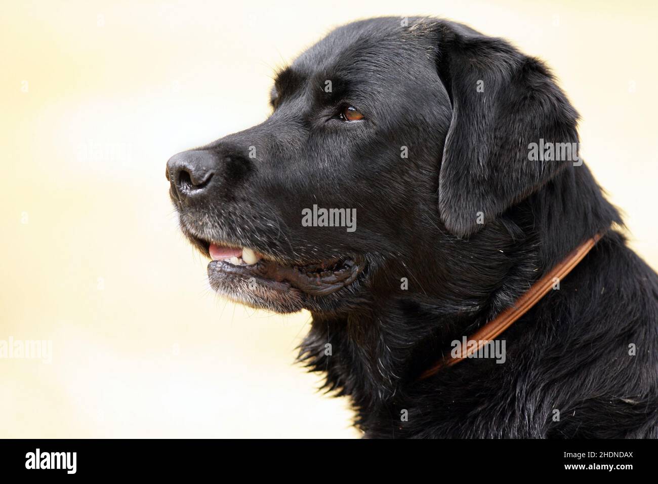 Black dogs head hi-res stock photography and images - Alamy