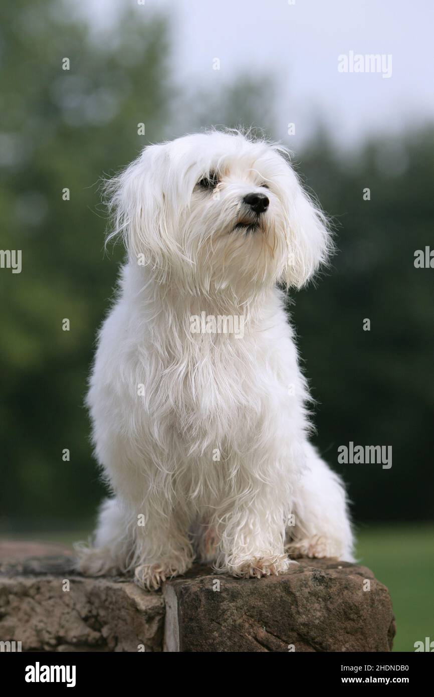 dog, havanese, animal portrait, dogs, bichon, bichons, havaneses ...