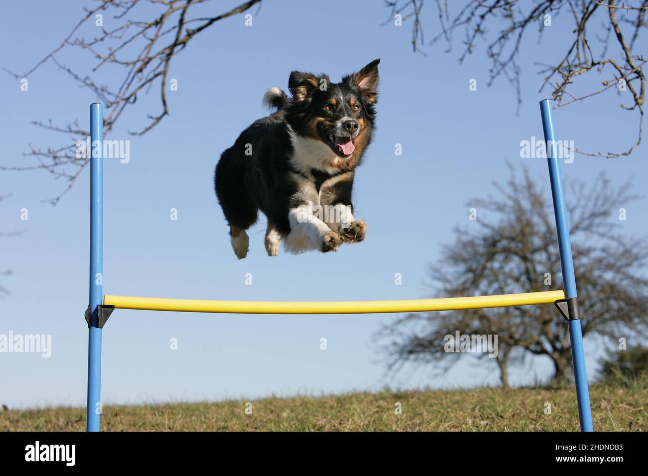 dog, agility, australian shepherd, dog sport, dogs, agilities Stock ...