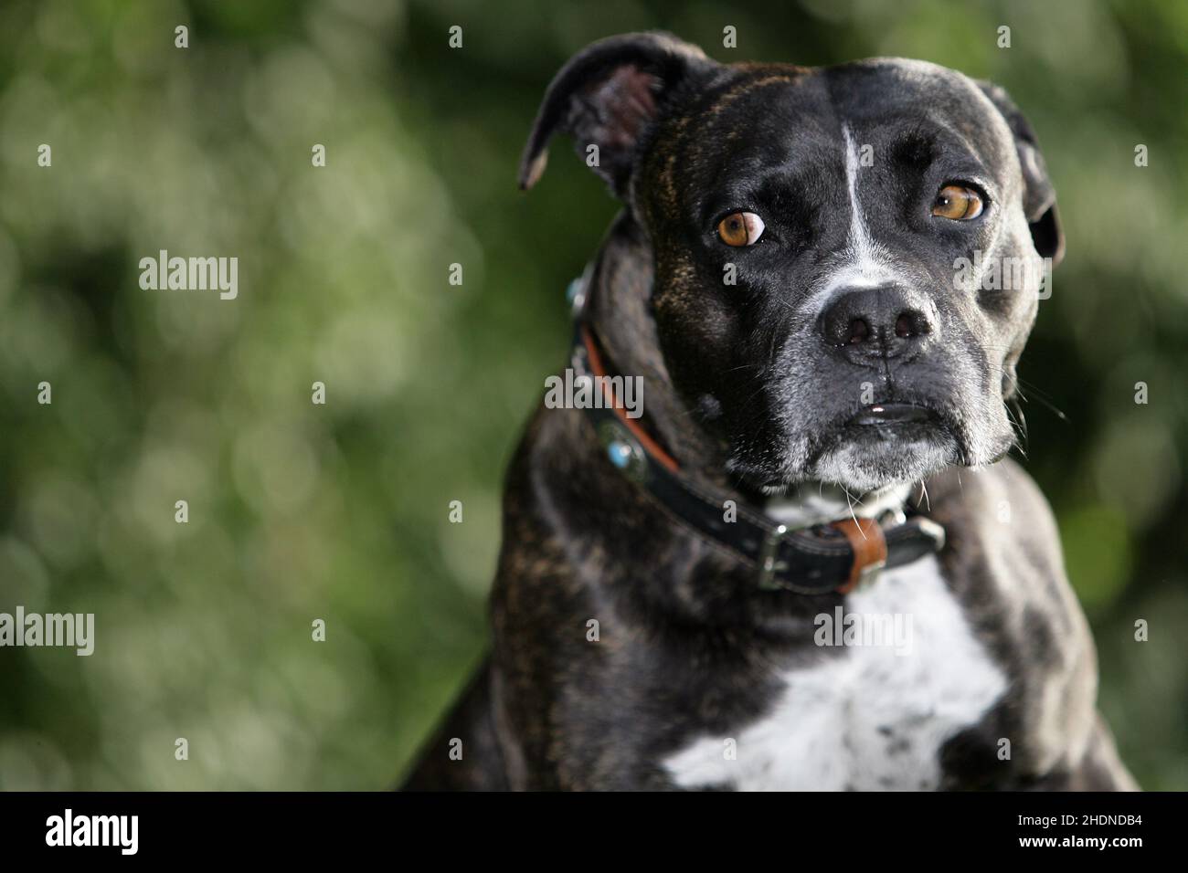 Frightened dog hi-res stock photography and images - Alamy