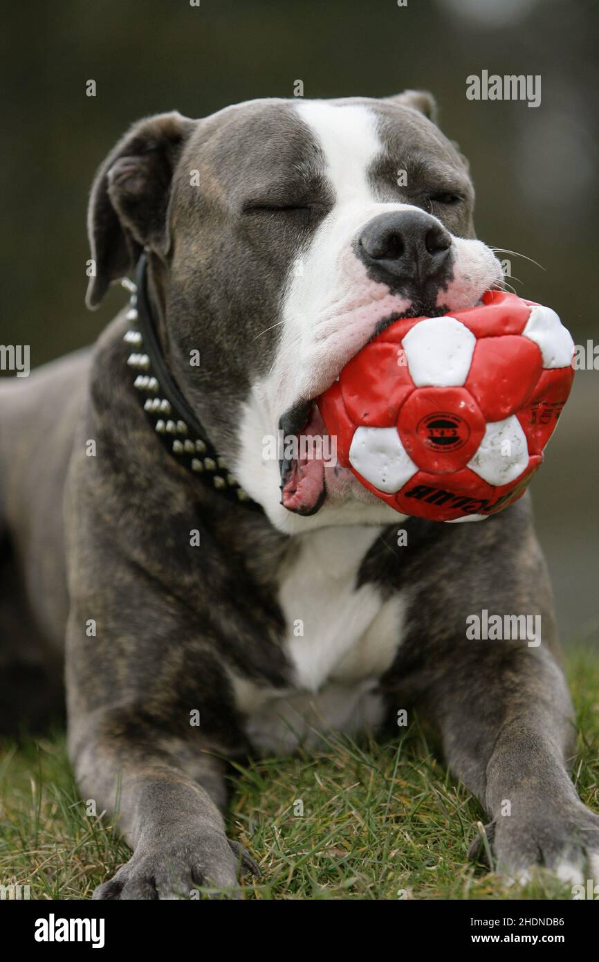 Dog breeds hi-res stock photography and images - Alamy