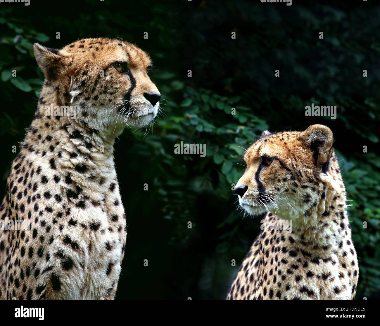 predator, wild cat, cheetah, predators, wild cats, cheetahs Stock Photo ...