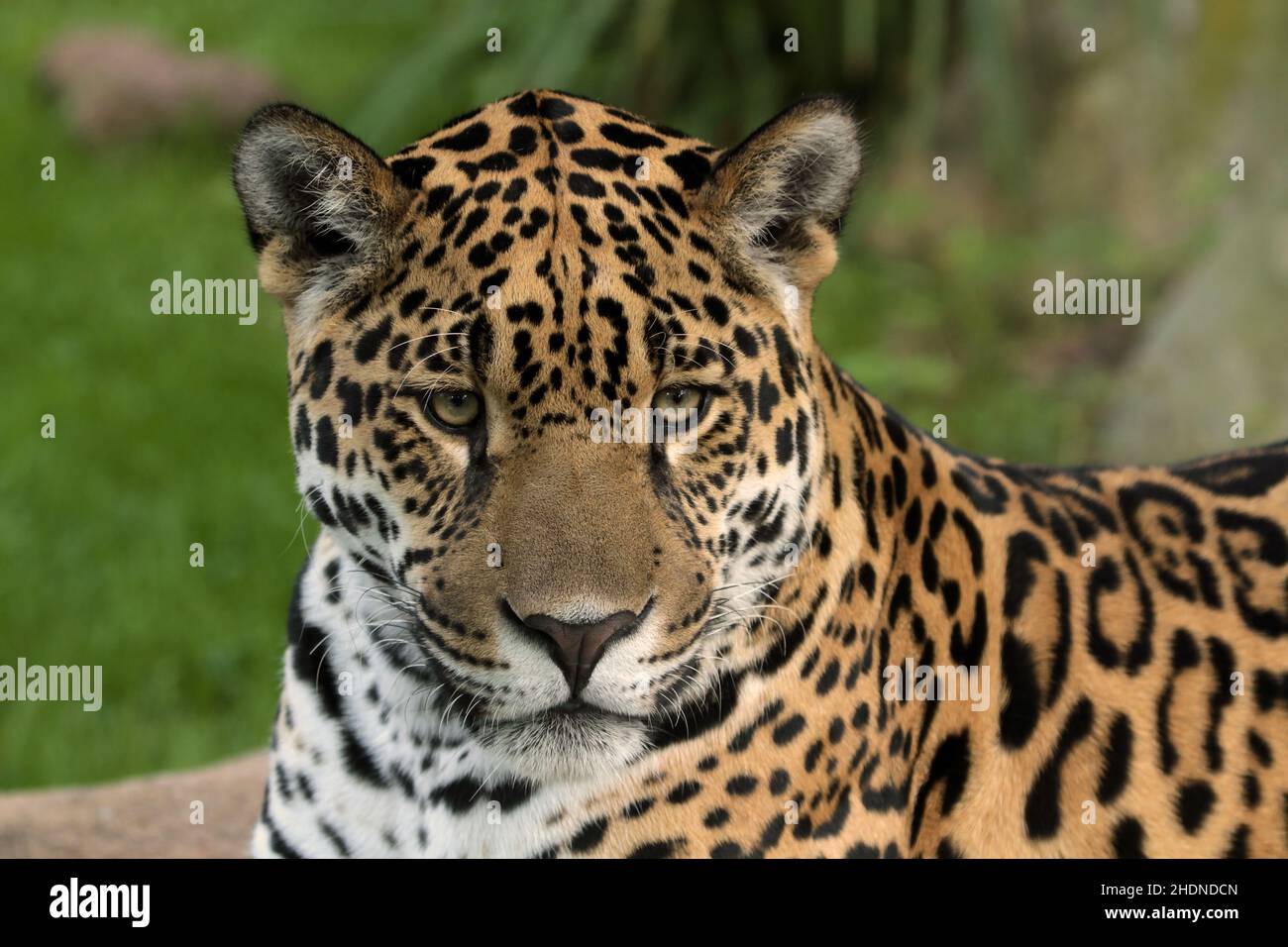 predator, jaguar, predators, jaguars Stock Photo - Alamy