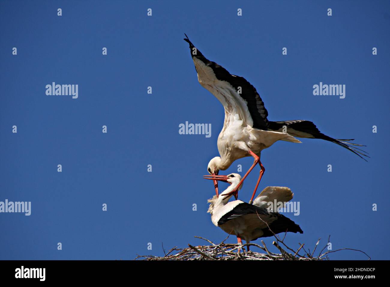 Storks cool cool cool hi-res stock photography and images - Alamy