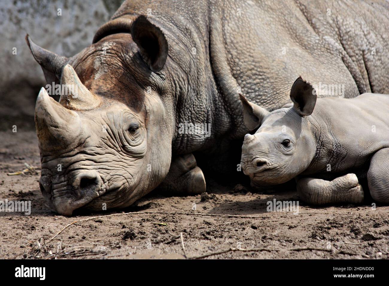 Rhino family hi-res stock photography and images - Alamy