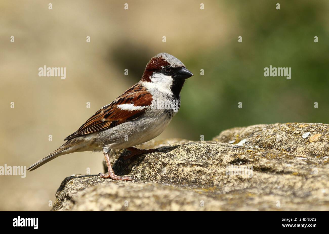 house sparrow, house sparrows Stock Photo - Alamy