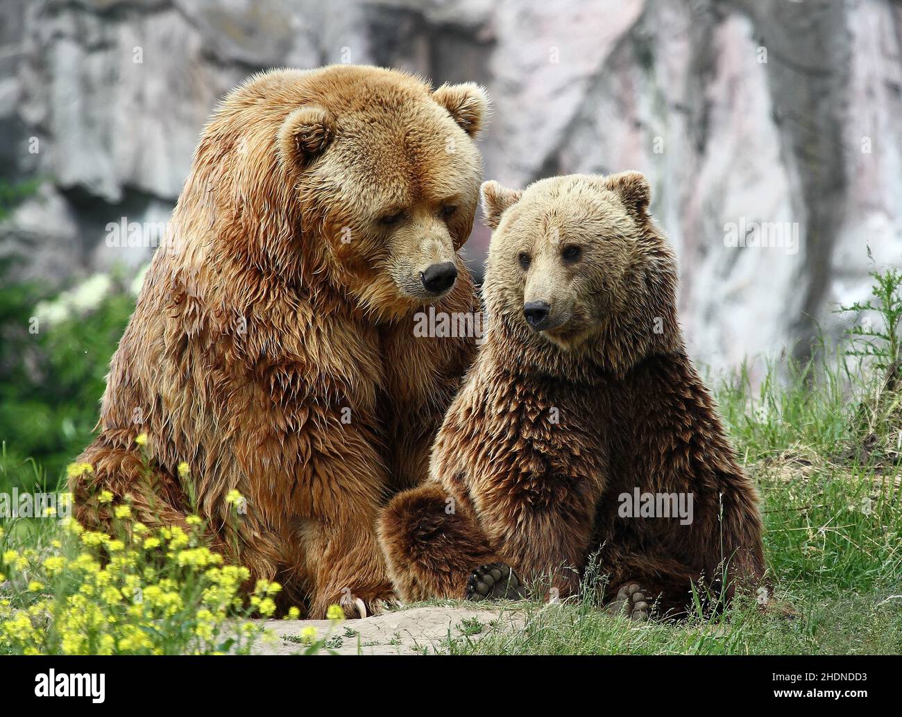 brown bear, animal couple, brown bears, animal couples Stock Photo - Alamy