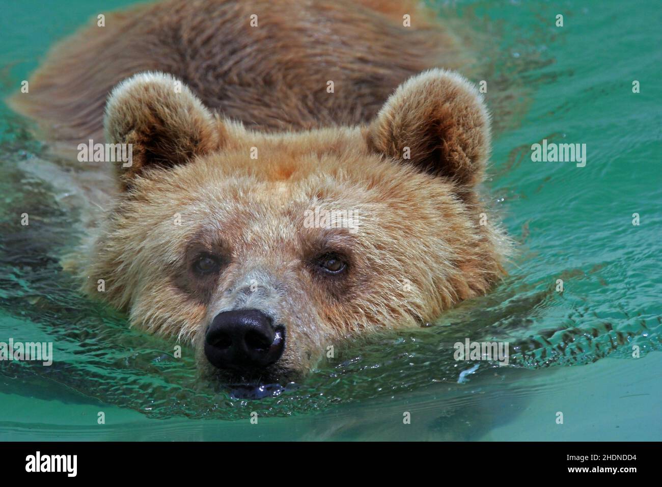brown bear, brown bears Stock Photo - Alamy