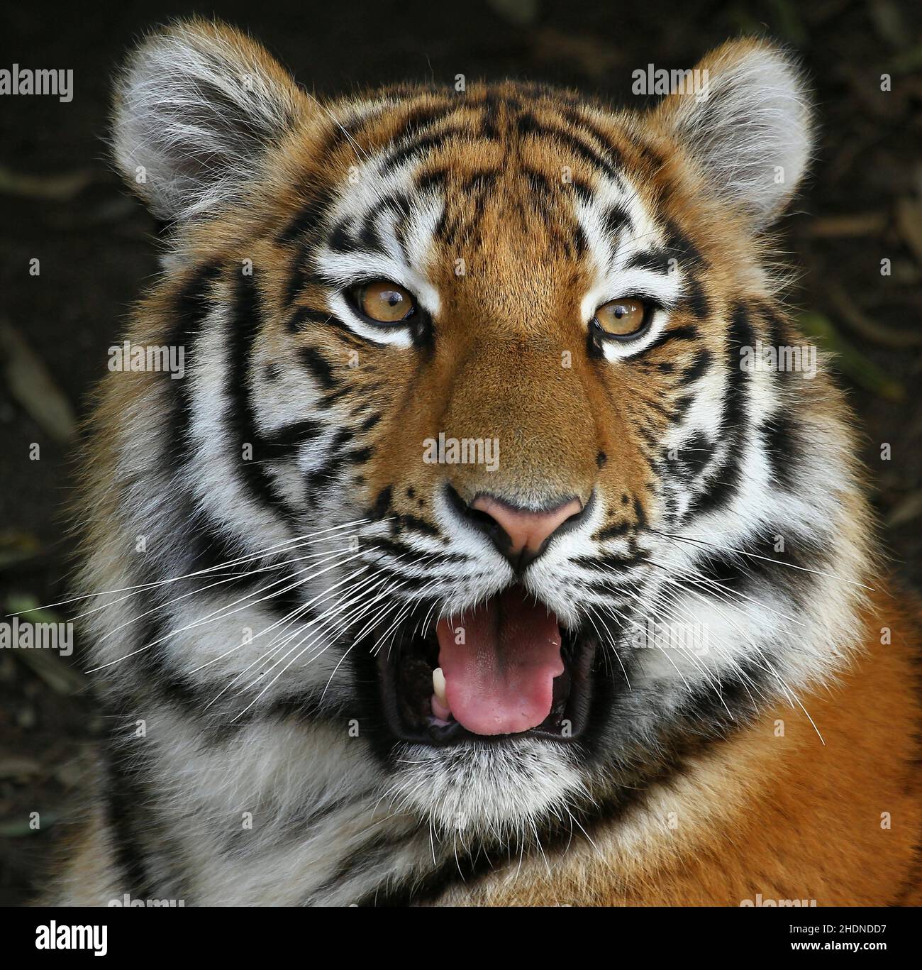 Sumatra tiger portrait hi-res stock photography and images - Alamy
