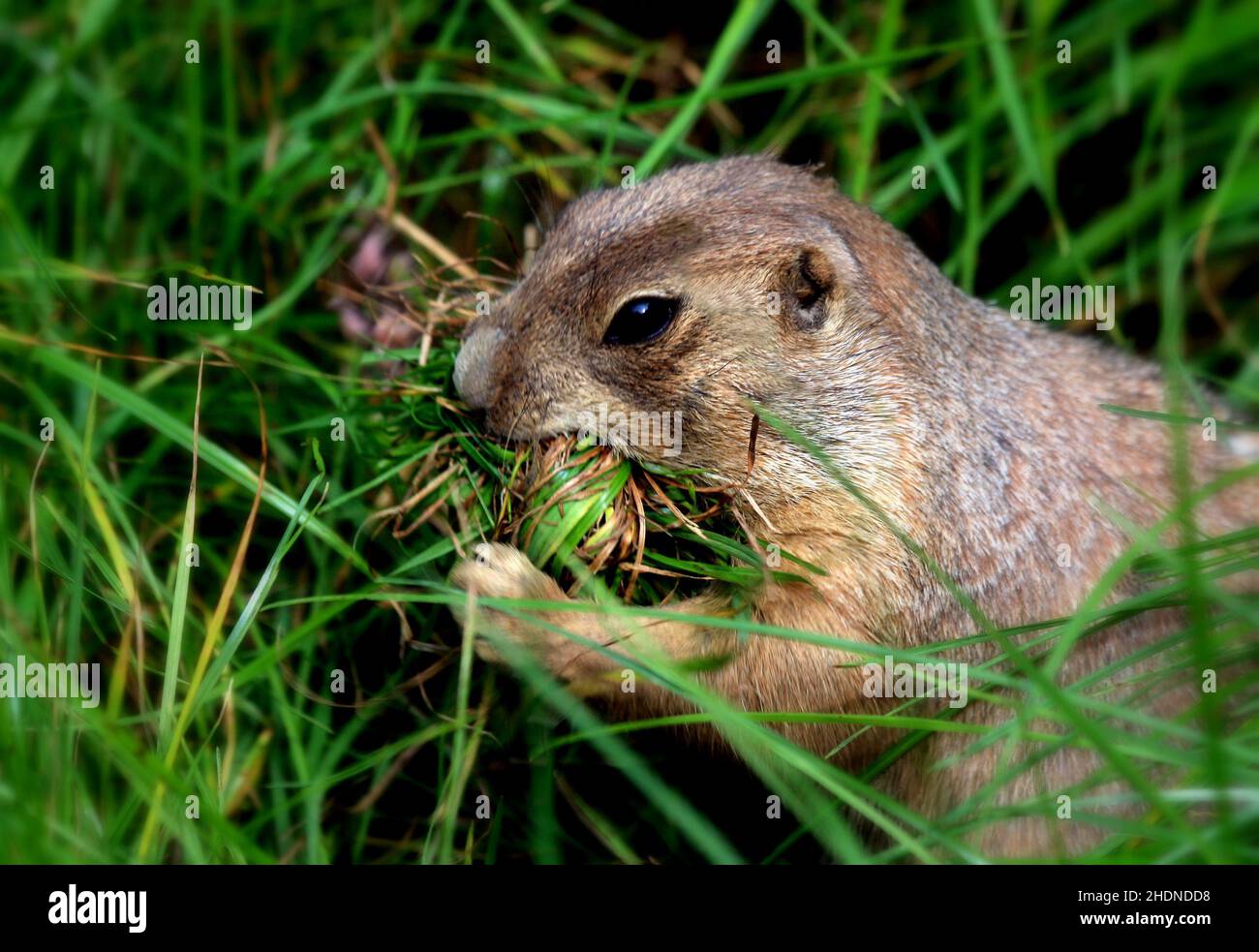feeding, prairie dog, feed, feedings, prairie dogs Stock Photo - Alamy