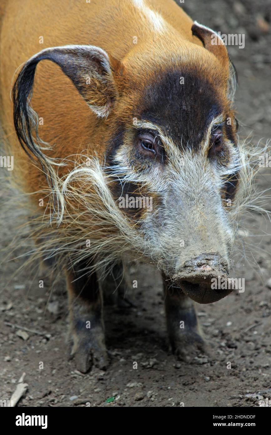 bush pig, bush pigs Stock Photo - Alamy