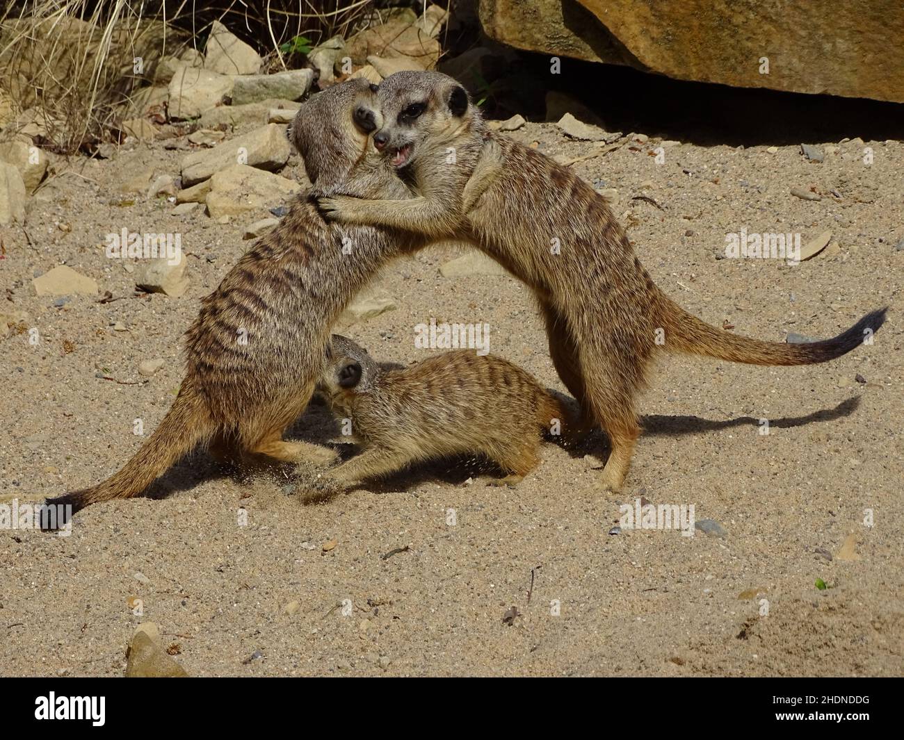 Meerkats families hi-res stock photography and images - Alamy