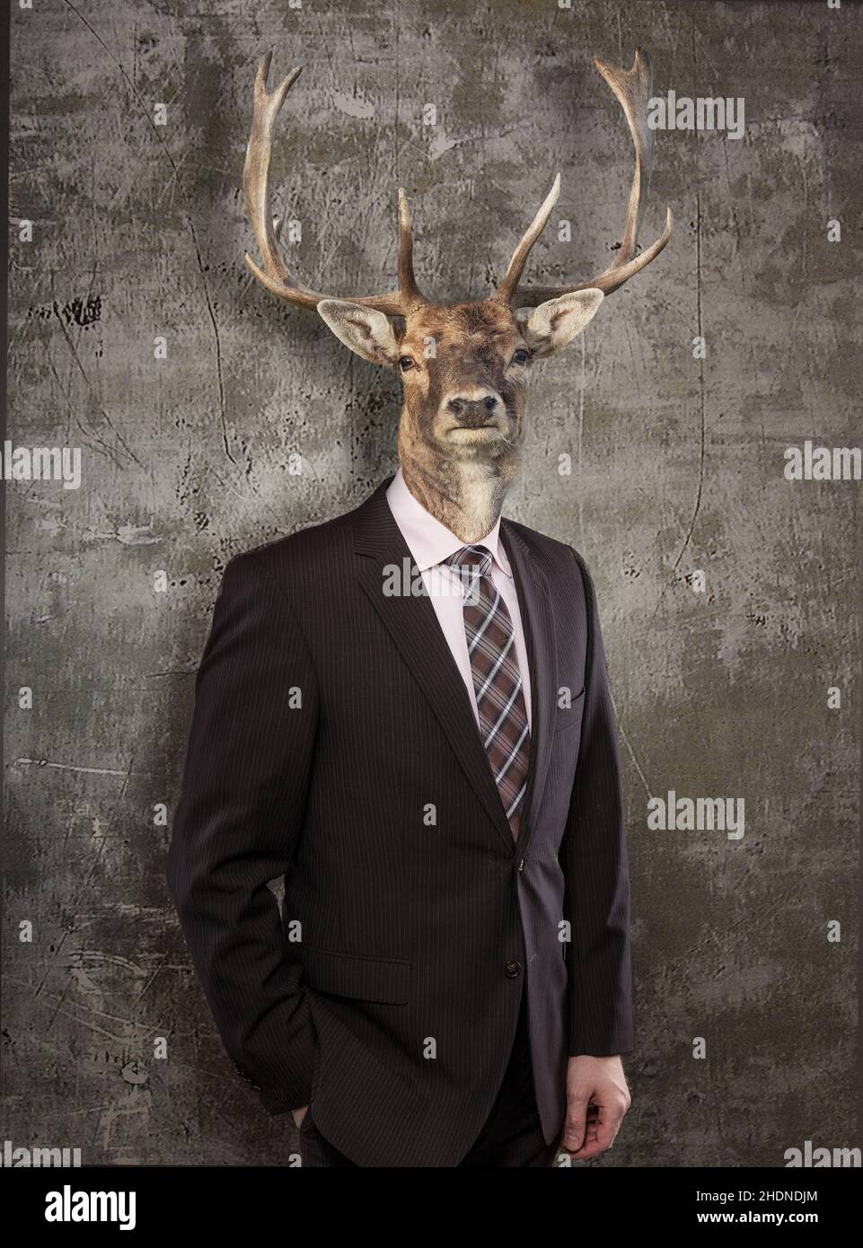 Alpha deer hi-res stock photography and images - Alamy