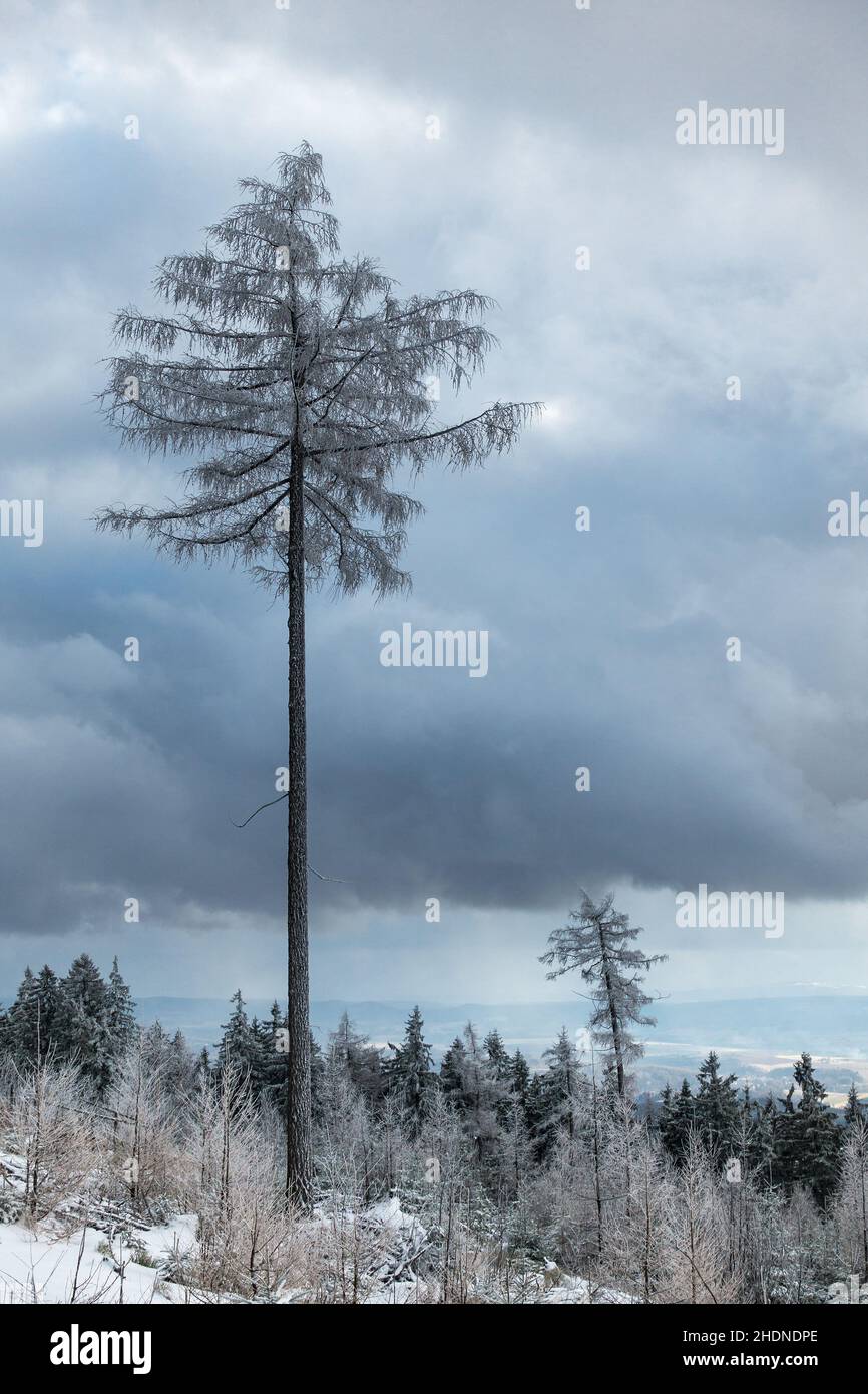 Mountain spruce forest landscape hi-res stock photography and images ...