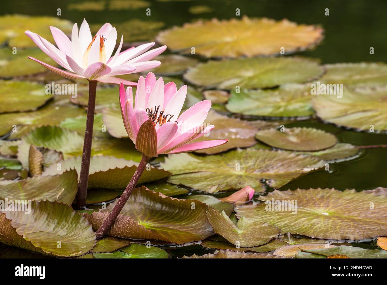 water lily, water lilies, waterlilie, waterlilies Stock Photo - Alamy