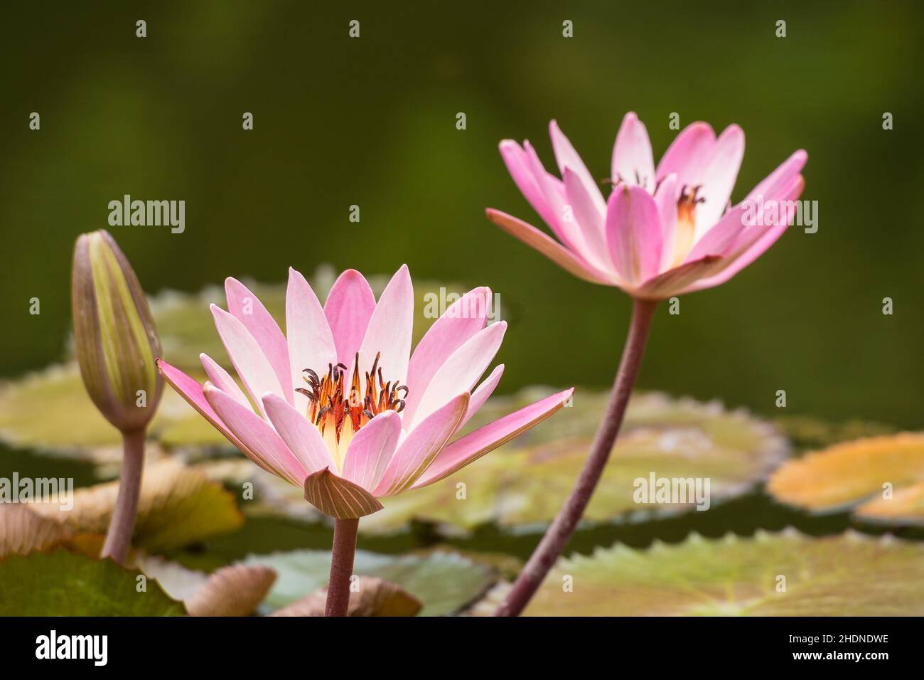 Water lily nymphaeas hi-res stock photography and images - Alamy