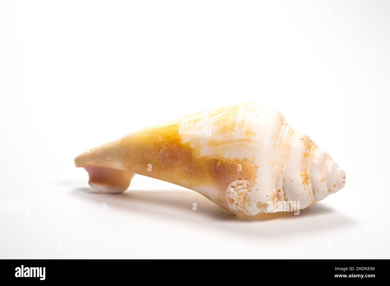 snail-shell, conch shell, snail-shells, conch shells Stock Photo - Alamy