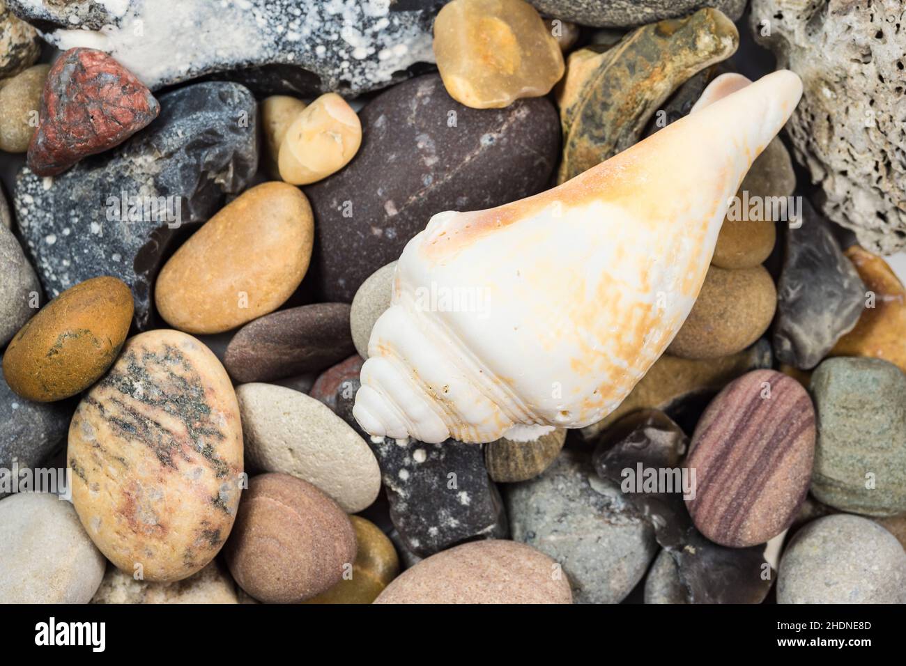 Conch stone hi-res stock photography and images - Alamy