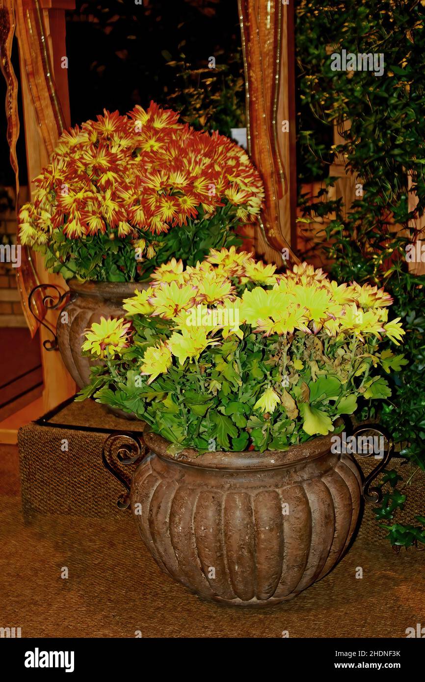 Potted yellow and rust colored mums in the fall of the year Stock Photo ...