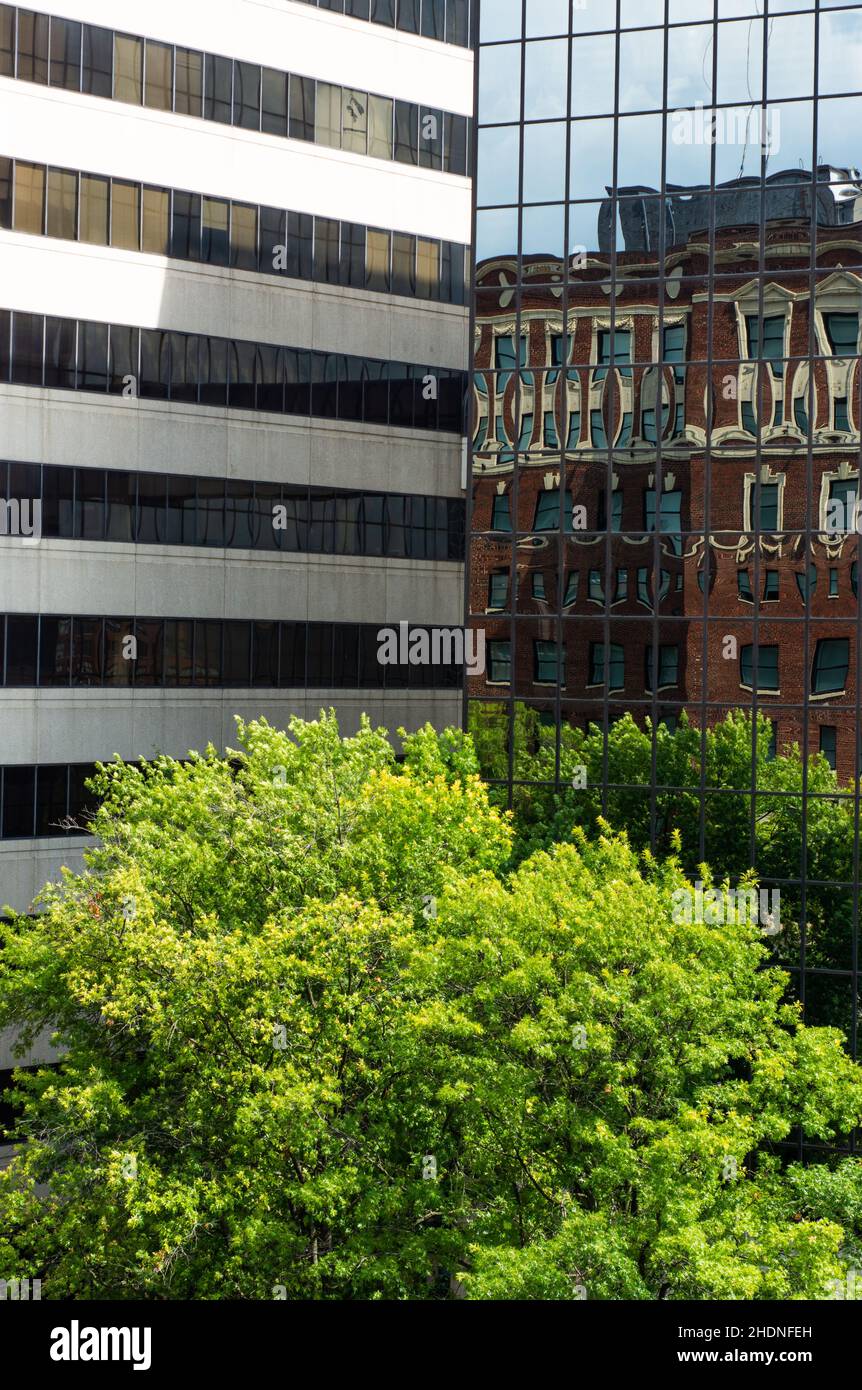 Shot of two adjacent buildings above a tree with reflection of one ...