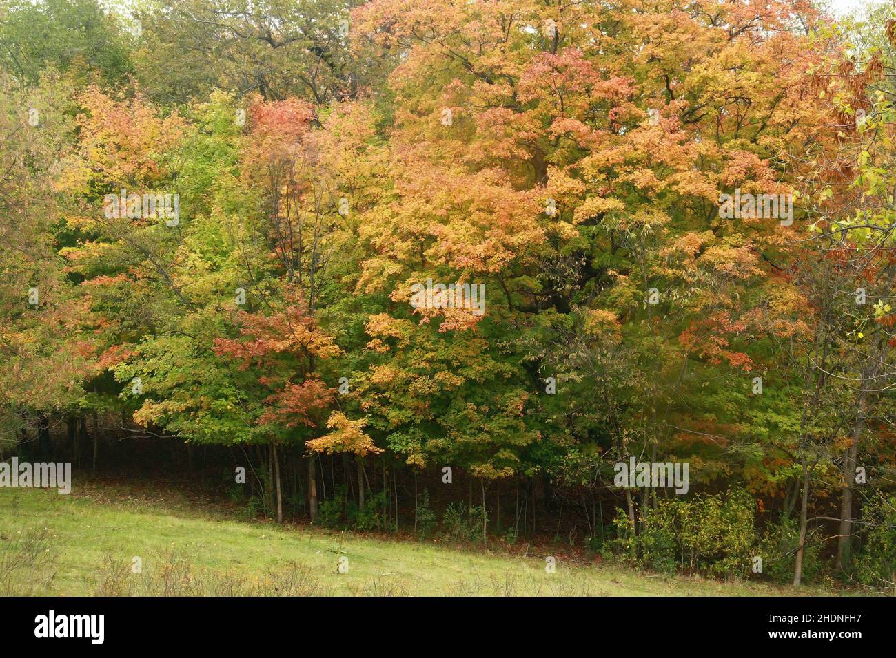 Fall colored leaves on the trees along Pleasant Valley Road in Shafer ...