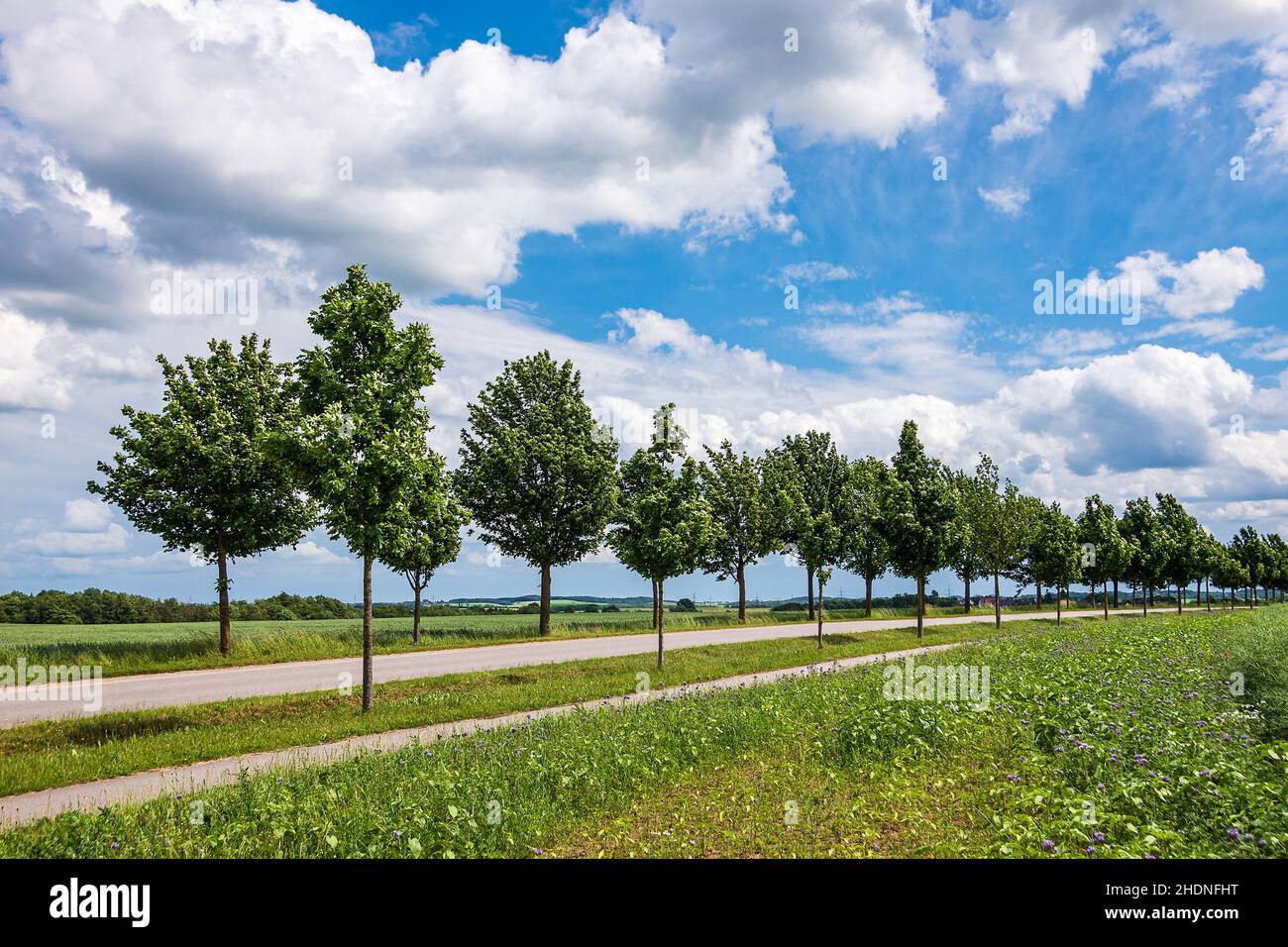 road, tree alley, roads, street, streets, tree alleys Stock Photo - Alamy