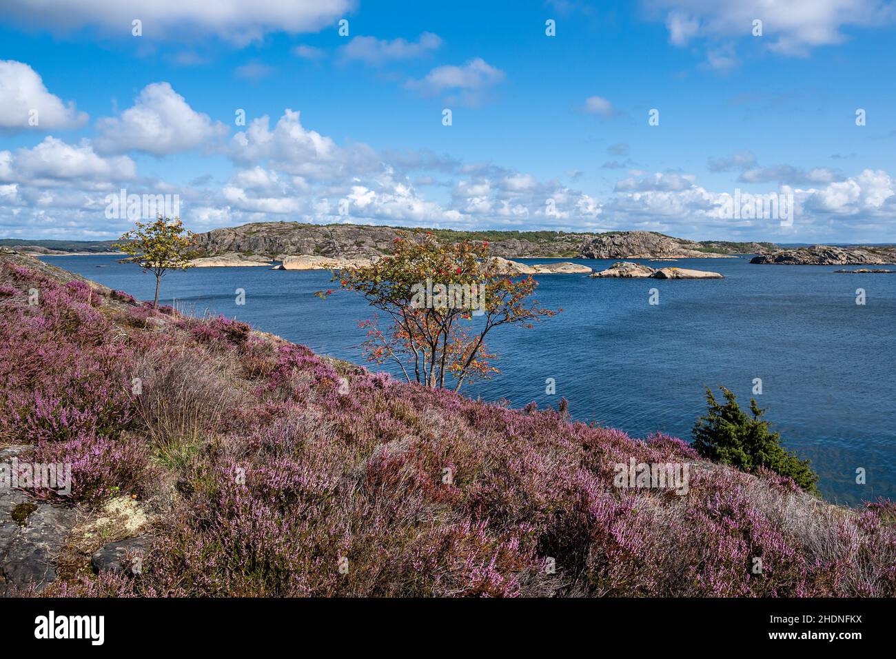heather, sharp garden, heathers, schärengartens Stock Photo - Alamy