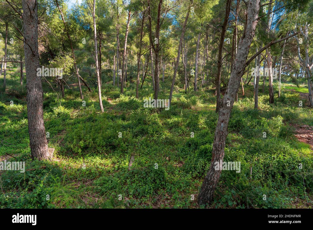 Beautiful view of a forest with many trees and greenery Stock Photo - Alamy