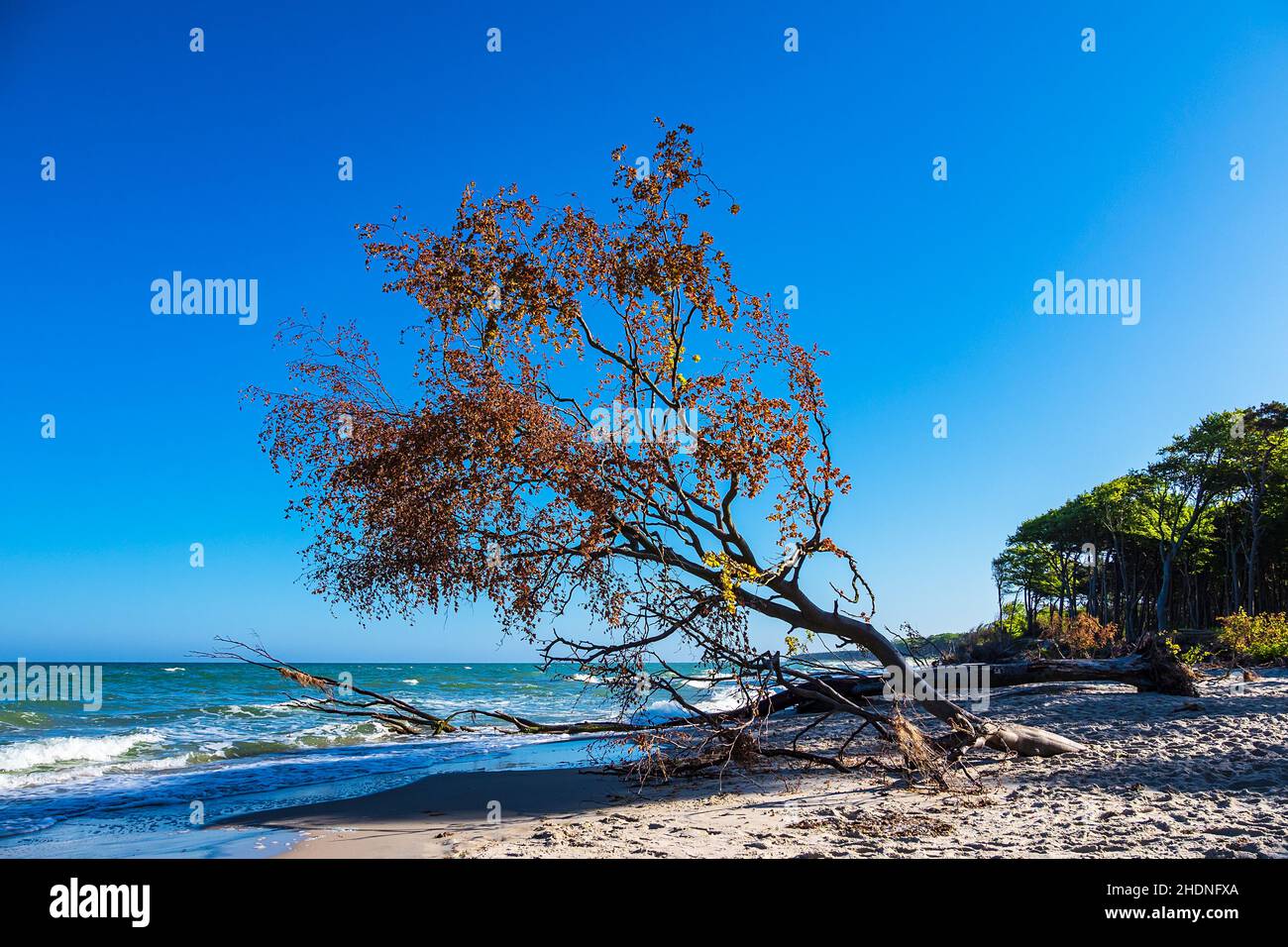 beach, baltic sea, windswept trees, beaches, seaside, baltic seas Stock ...