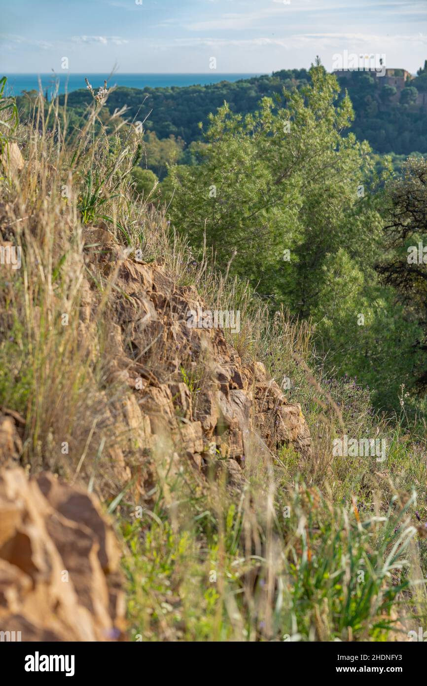 Cliffs plants hi-res stock photography and images - Alamy