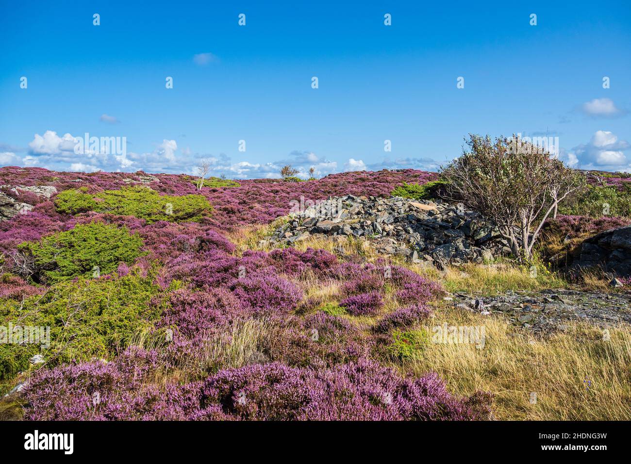 Skerry rocks hi-res stock photography and images - Alamy