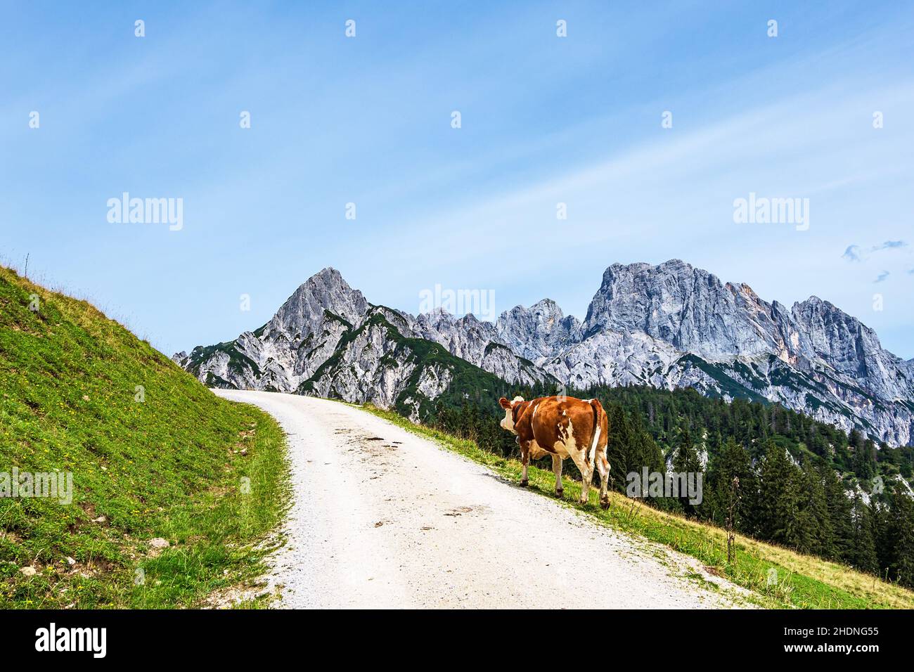mountain range, cow, mountain ranges, cows Stock Photo - Alamy