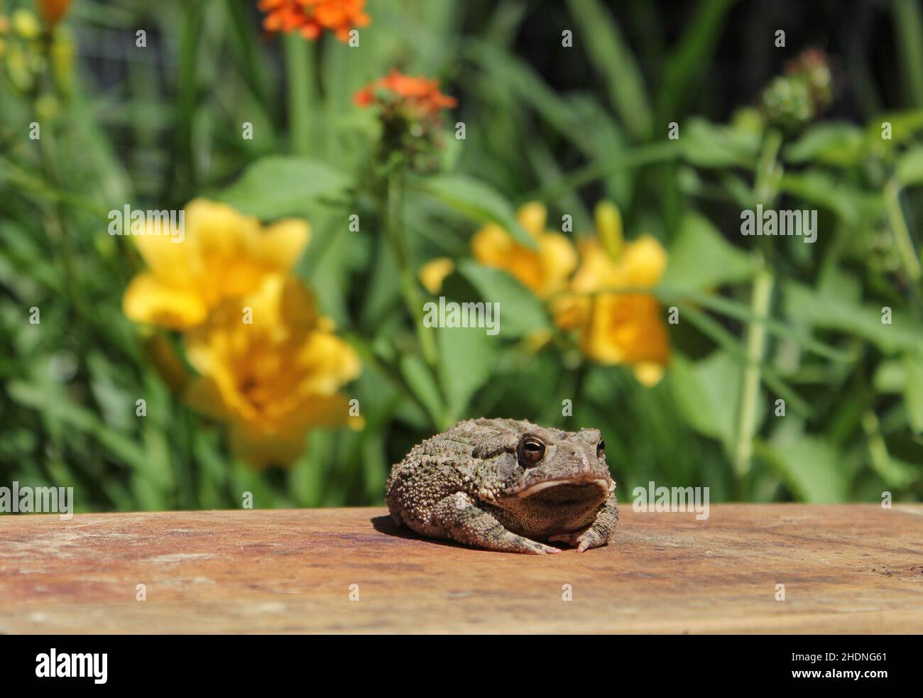 Texas Toad Anaxyrus speciosus in Flower Garden With Blurred Flowers in ...