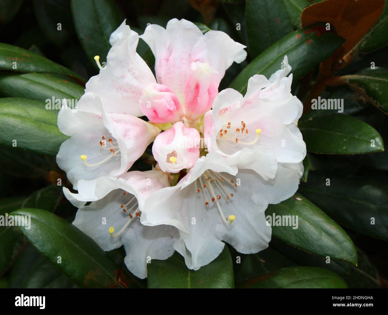 rhododendron, rhododendron flower, rhododendrons, rhododendron flowers ...